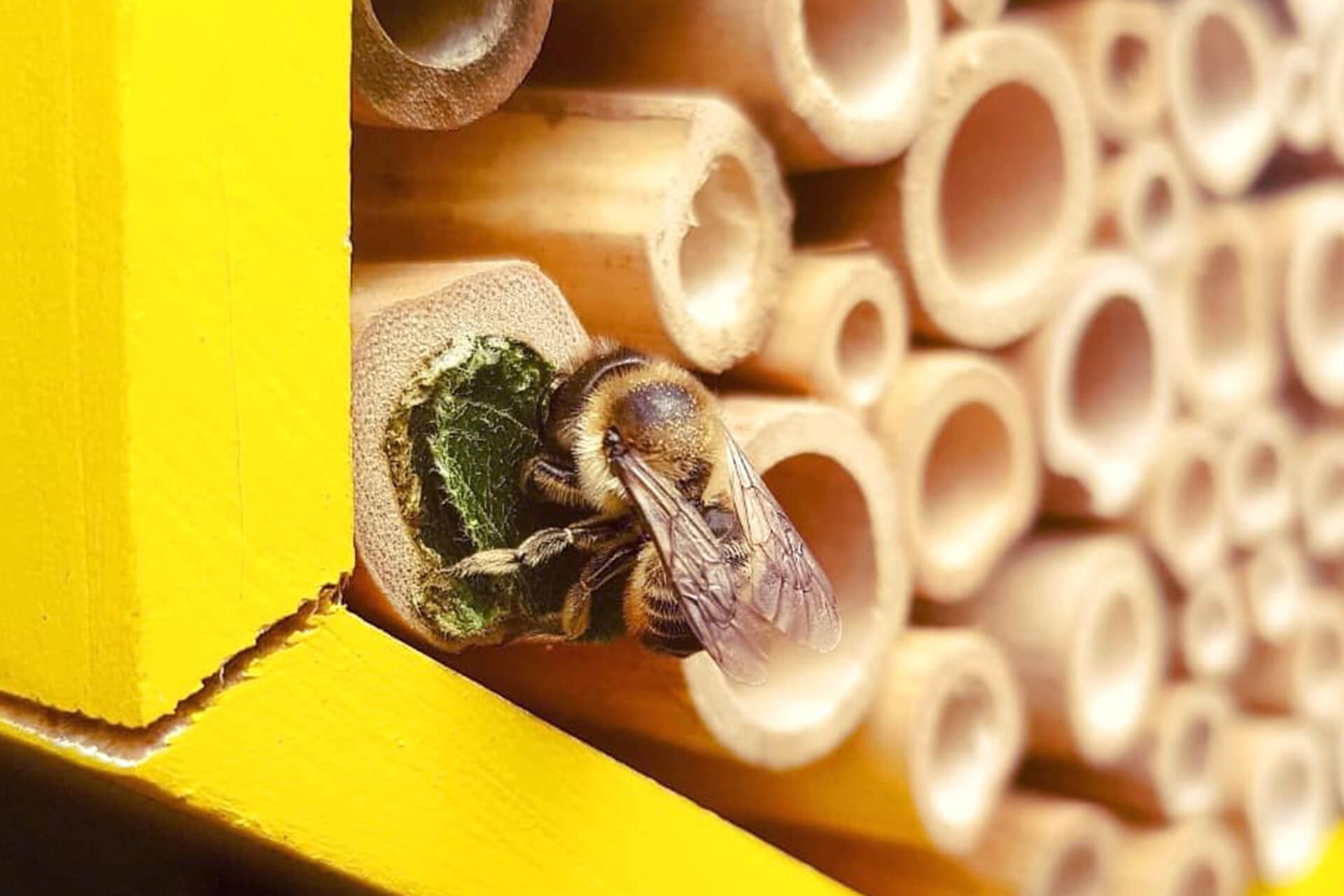 Do these to help the bees - blog | Simon The Beekeeper
